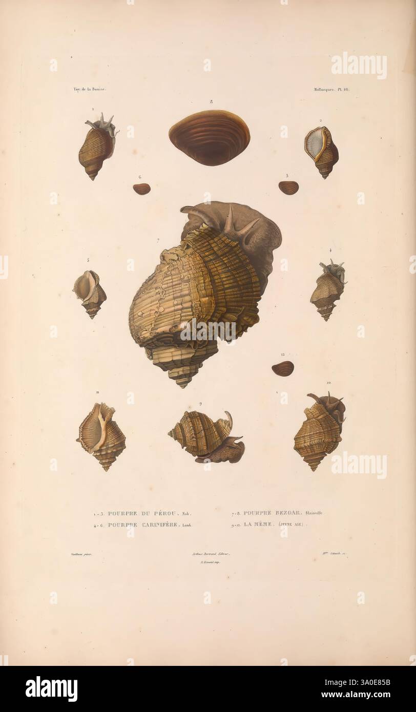 Zoologie Paris, A. Bertrand, 1841-52., Eine detaillierte Illustration ...
