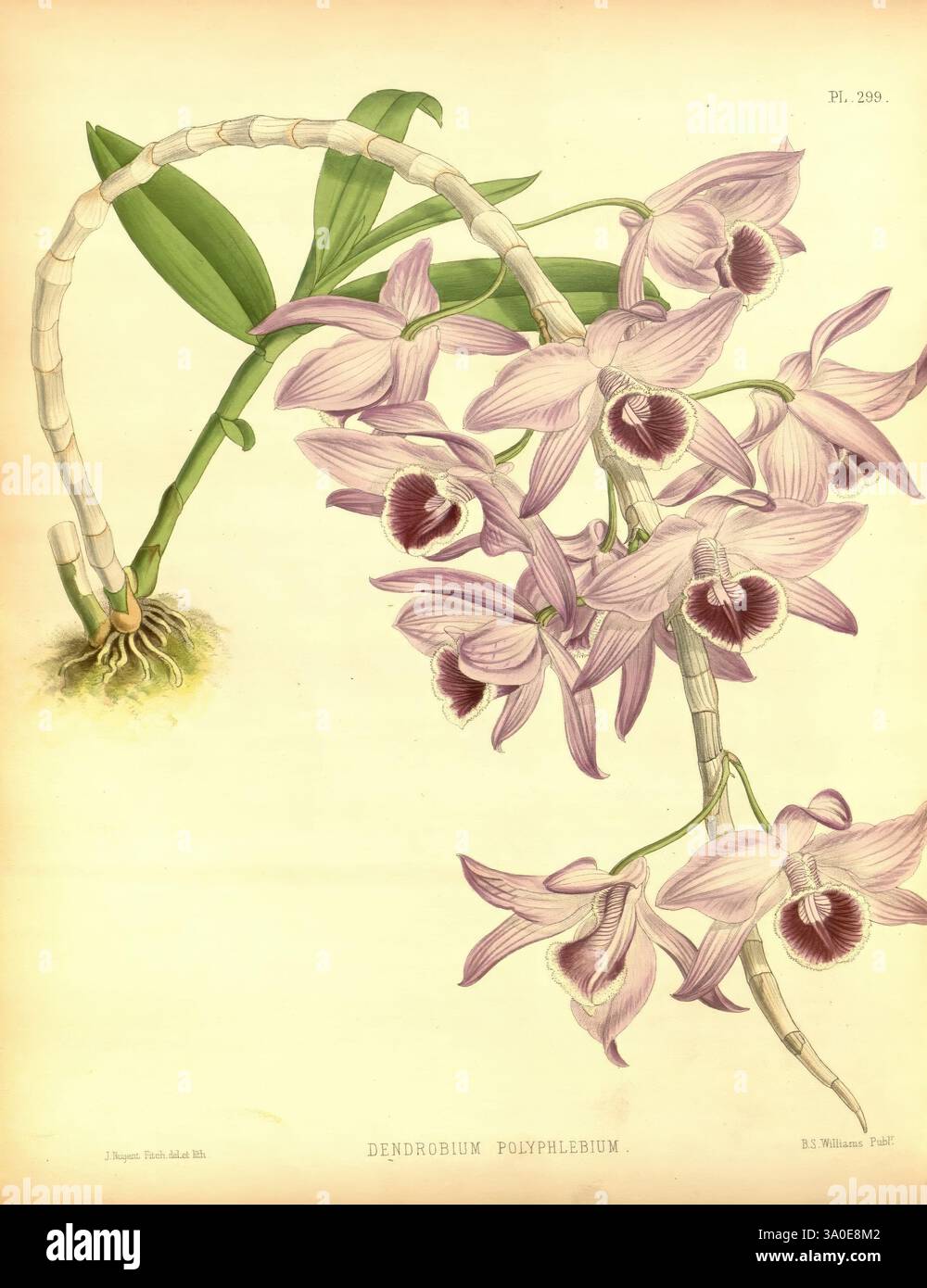 Orchidee dendrobium polyphyllum -Fotos und -Bildmaterial in hoher ...