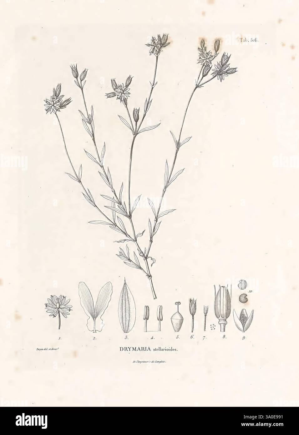 Nova genera et species plantarum, Antverpiae, ex officina Christophori ...