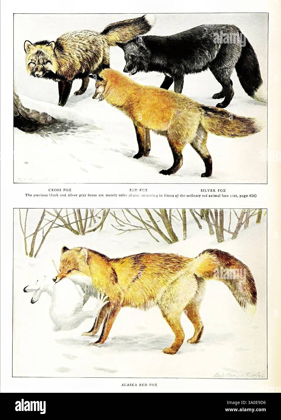 Vielfalt der fuchsarten -Fotos und -Bildmaterial in hoher Auflösung – Alamy