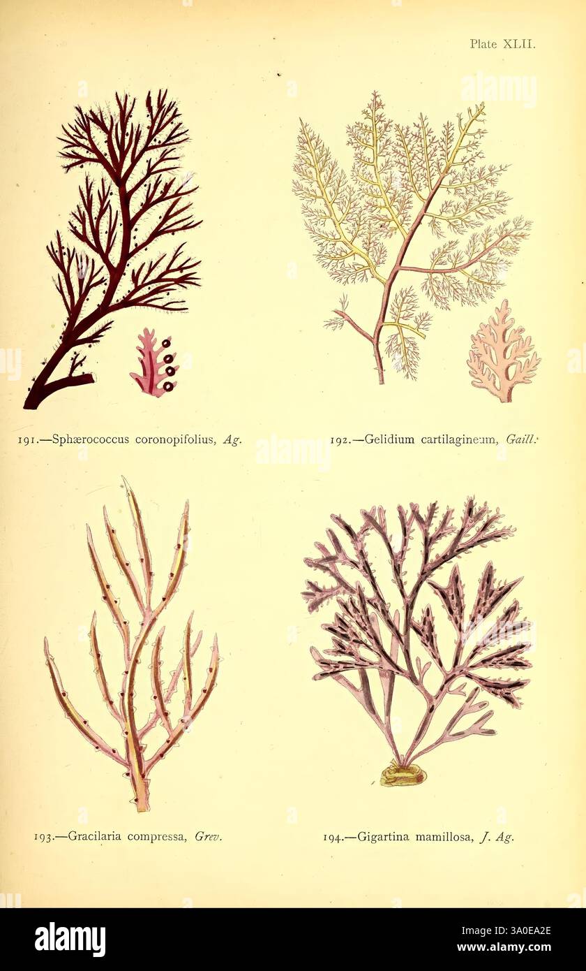 Britische Seeunkräuter, London, Bell und Daldy, 1872, Algen ...