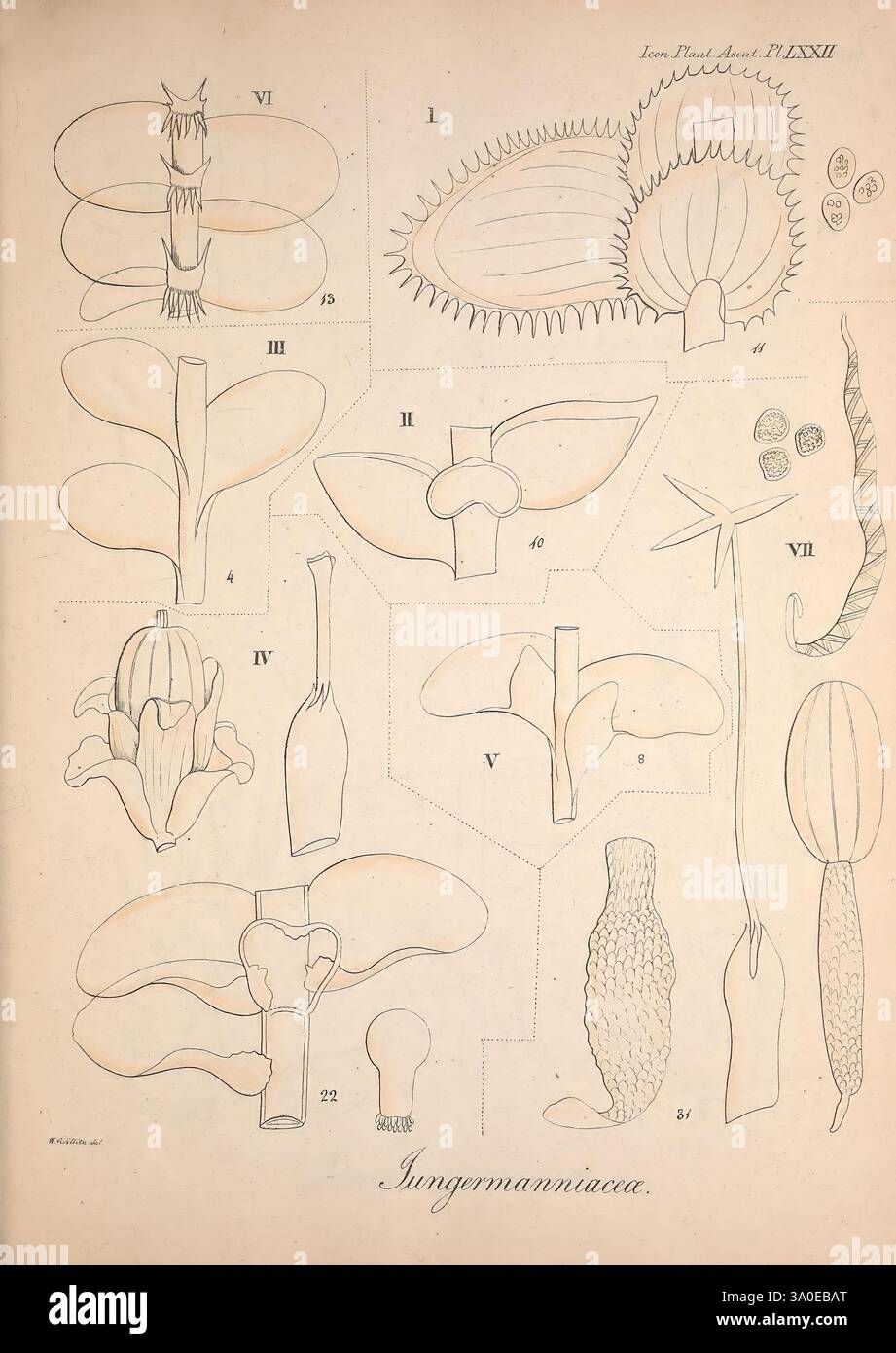 Icones Plantarum Asiaticarum, Calcutta, Bishop's College Press, 1847-54 ...