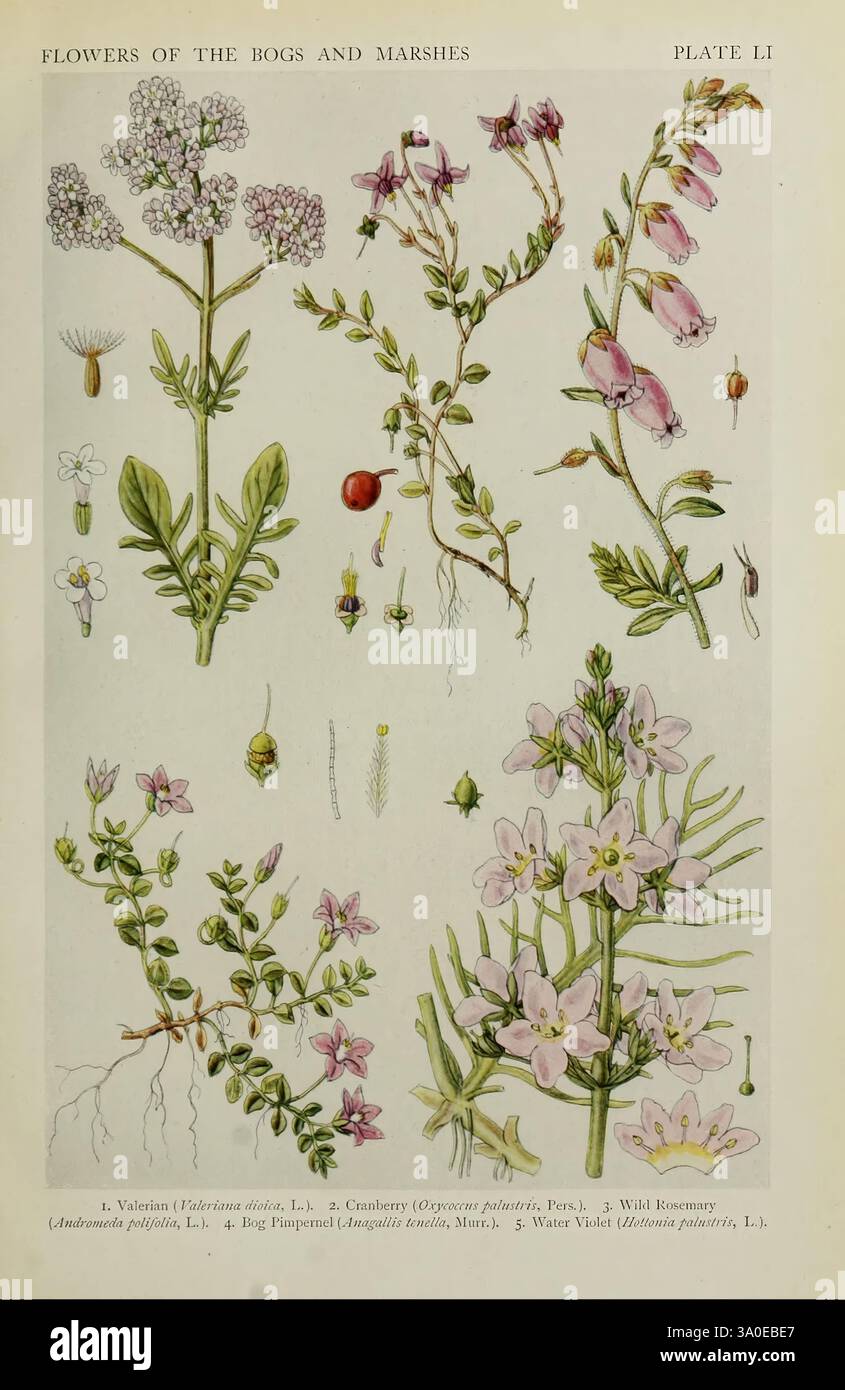 Eine neue britische Flora London Gresham Pub. Co. 1919 Floras ...