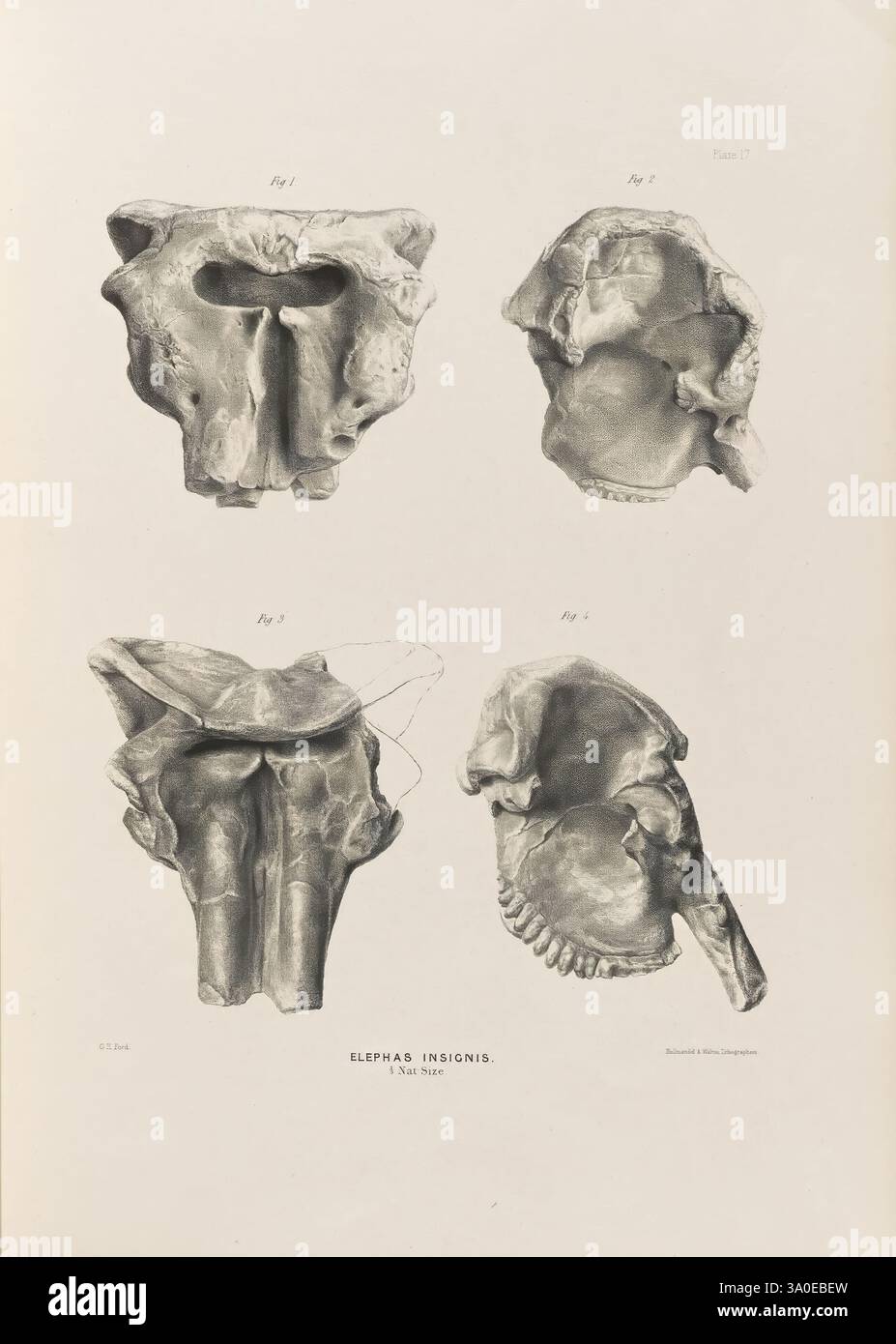 Fauna Antiqua Sivalensis als fossile Zoologie der Sewalik Hills im ...