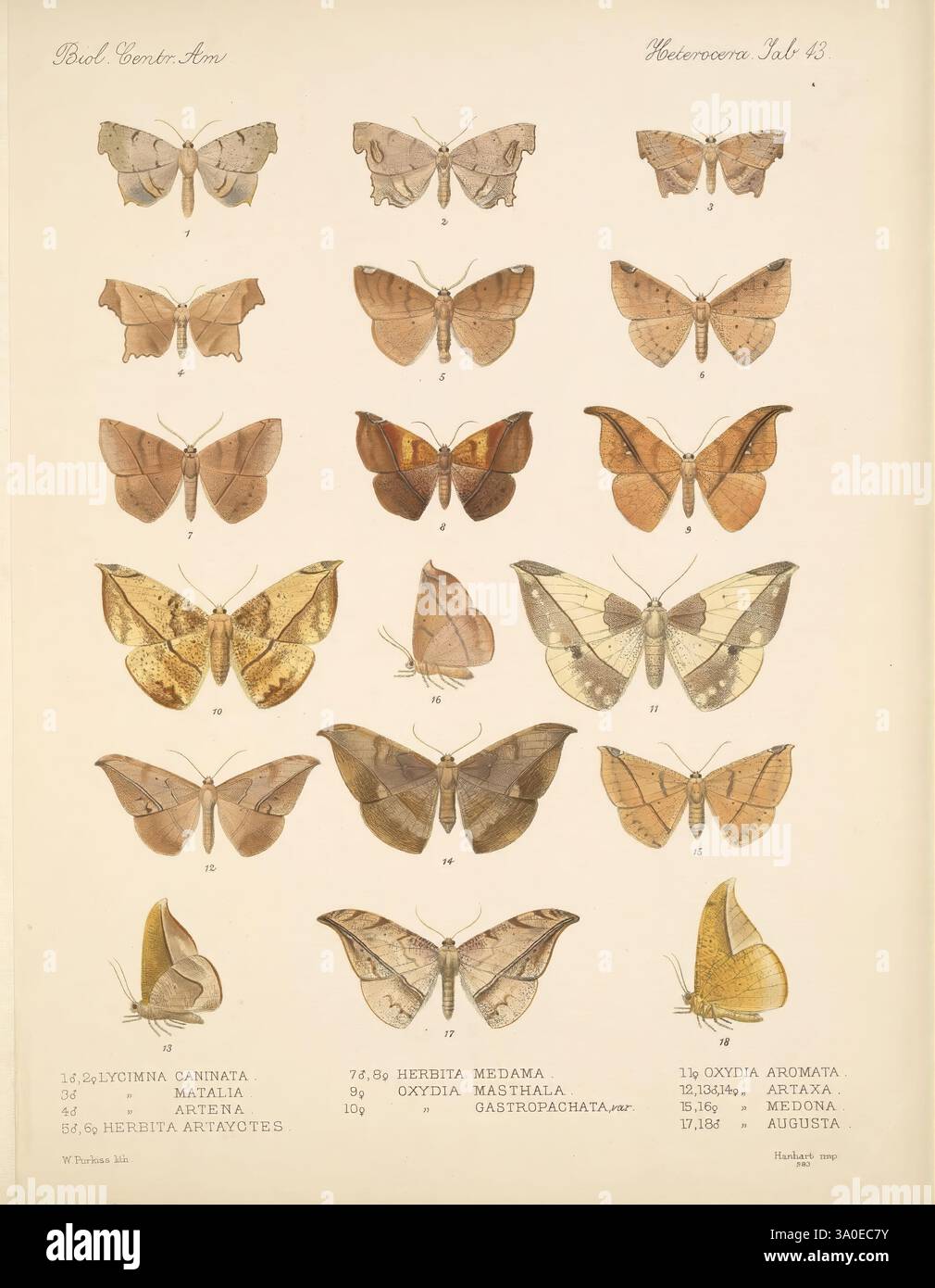 Biologia Centrali-Americana, London, 1879-1915, Archäologie, Botanik ...