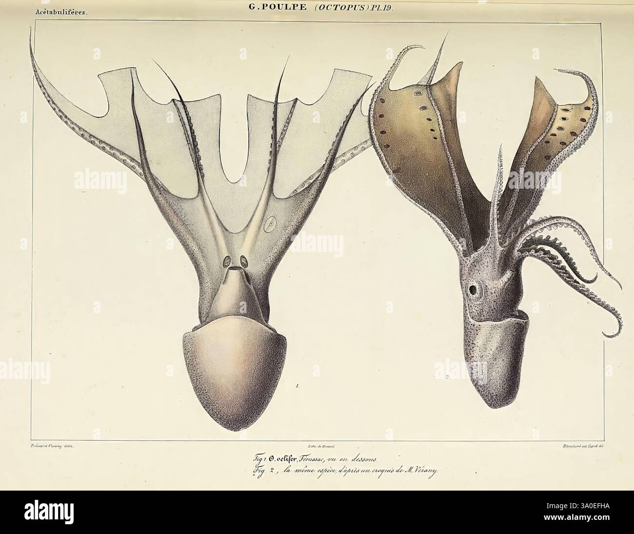 Histoire naturelle, générale et particulière des céphalopodes ...