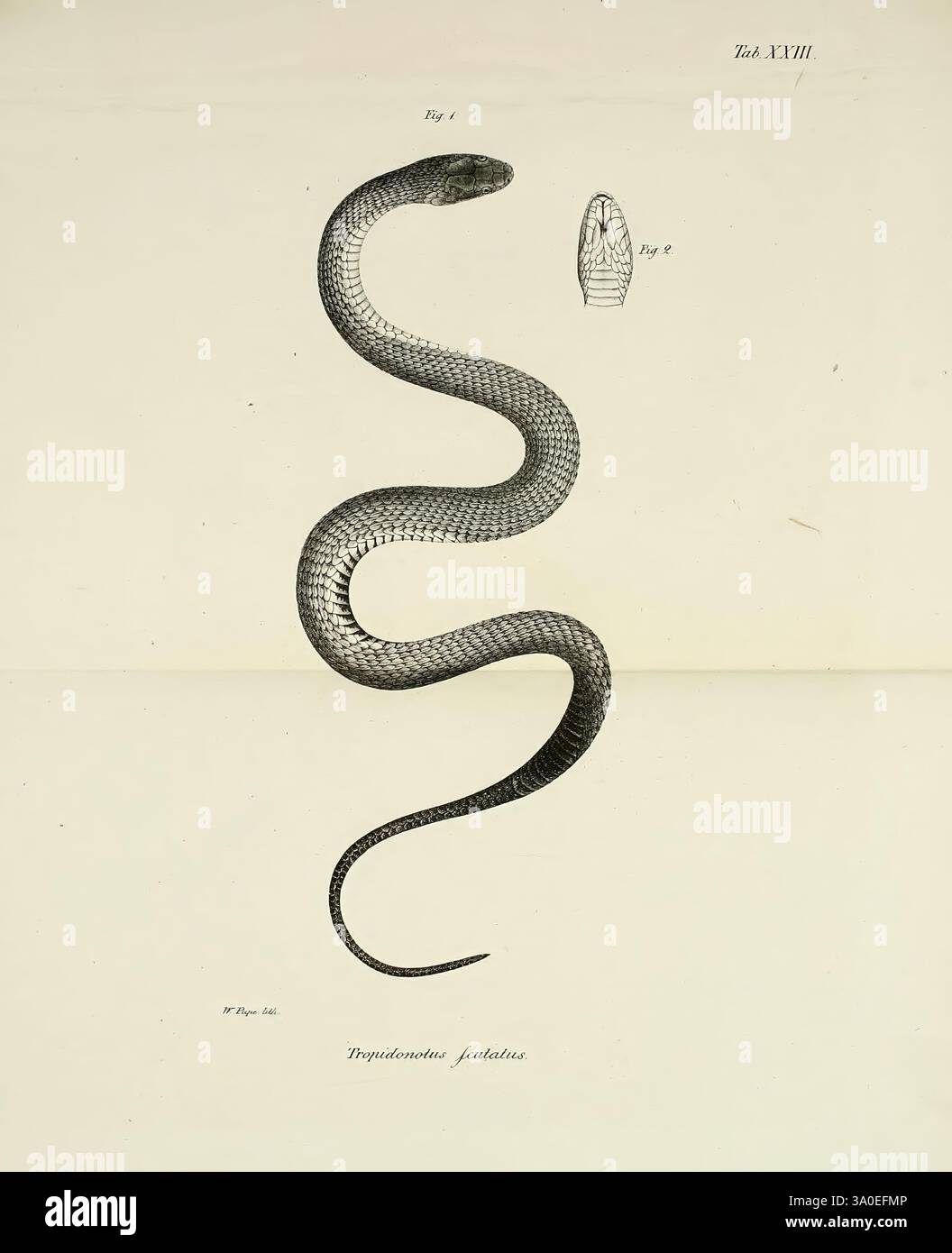 Tropidonotus scutatus -Fotos und -Bildmaterial in hoher Auflösung – Alamy