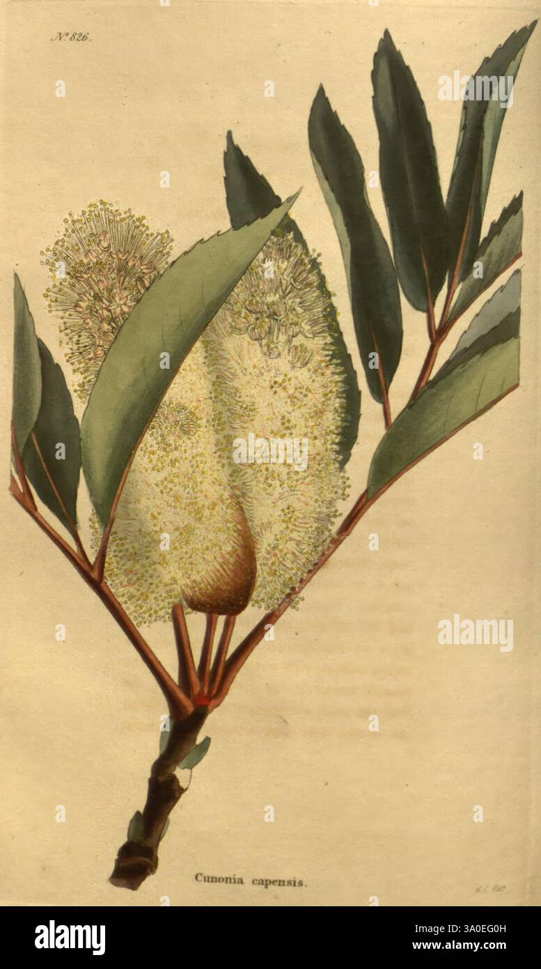 Das botanische Kabinett London, John & Arthur Arch 1817-1833, die ...