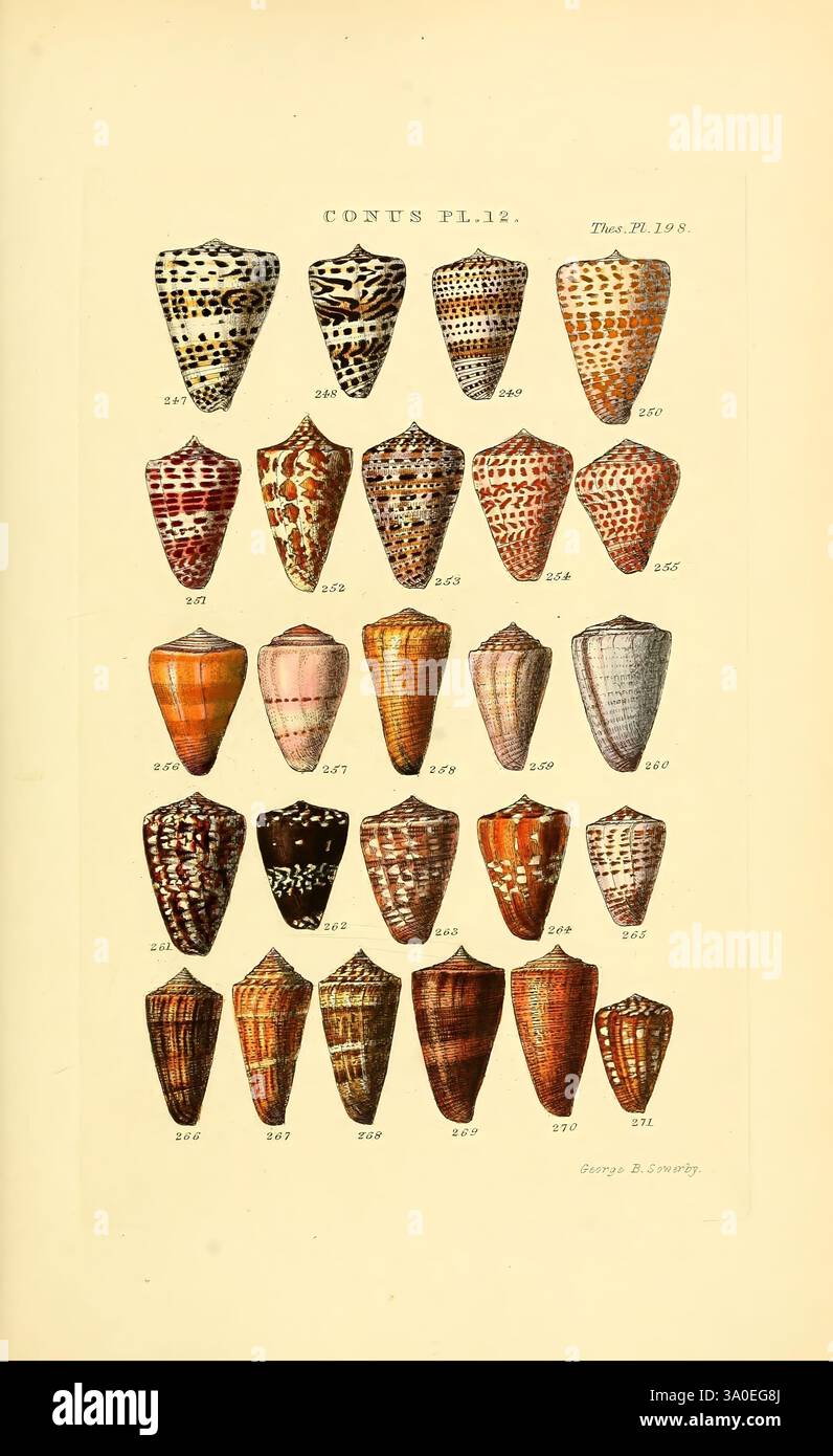 Illustrierte sammlung verschiedener arten von muscheln -Fotos und ...