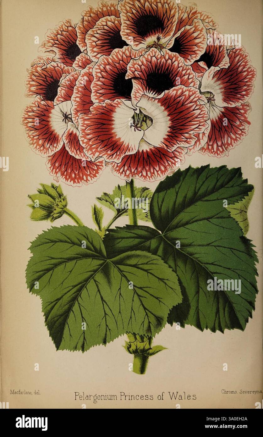 Pelargonium princess -Fotos und -Bildmaterial in hoher Auflösung – Alamy