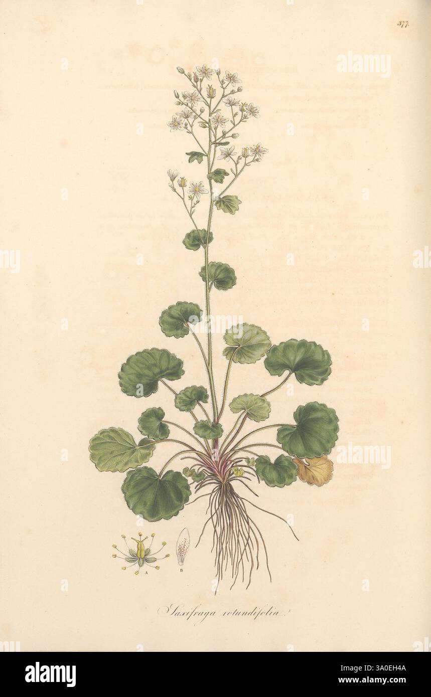 Flora Graeca, sive, Plantarum rariorum historia, quas in provinciis aut ...