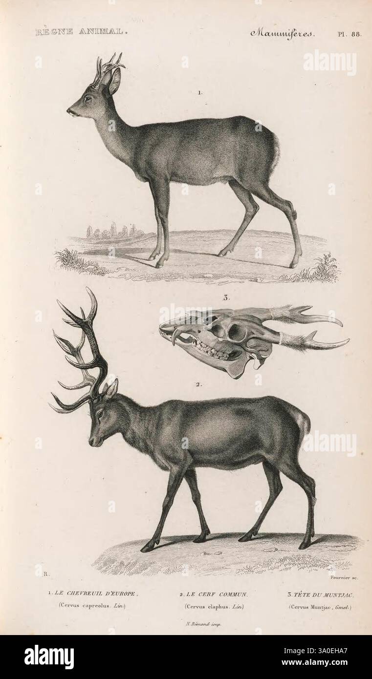 Le règne Animal distribué d'après Sohn Organisation Paris Fortin Masson ...