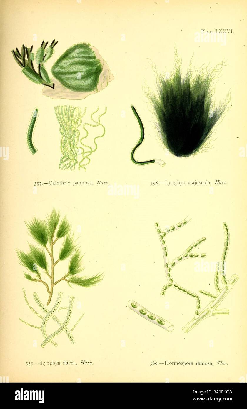 Britisch, Seeunkräuter, London, Bell und Daldy, 1872, Algen, Großbritannien, Meeresalgen, Algen ...