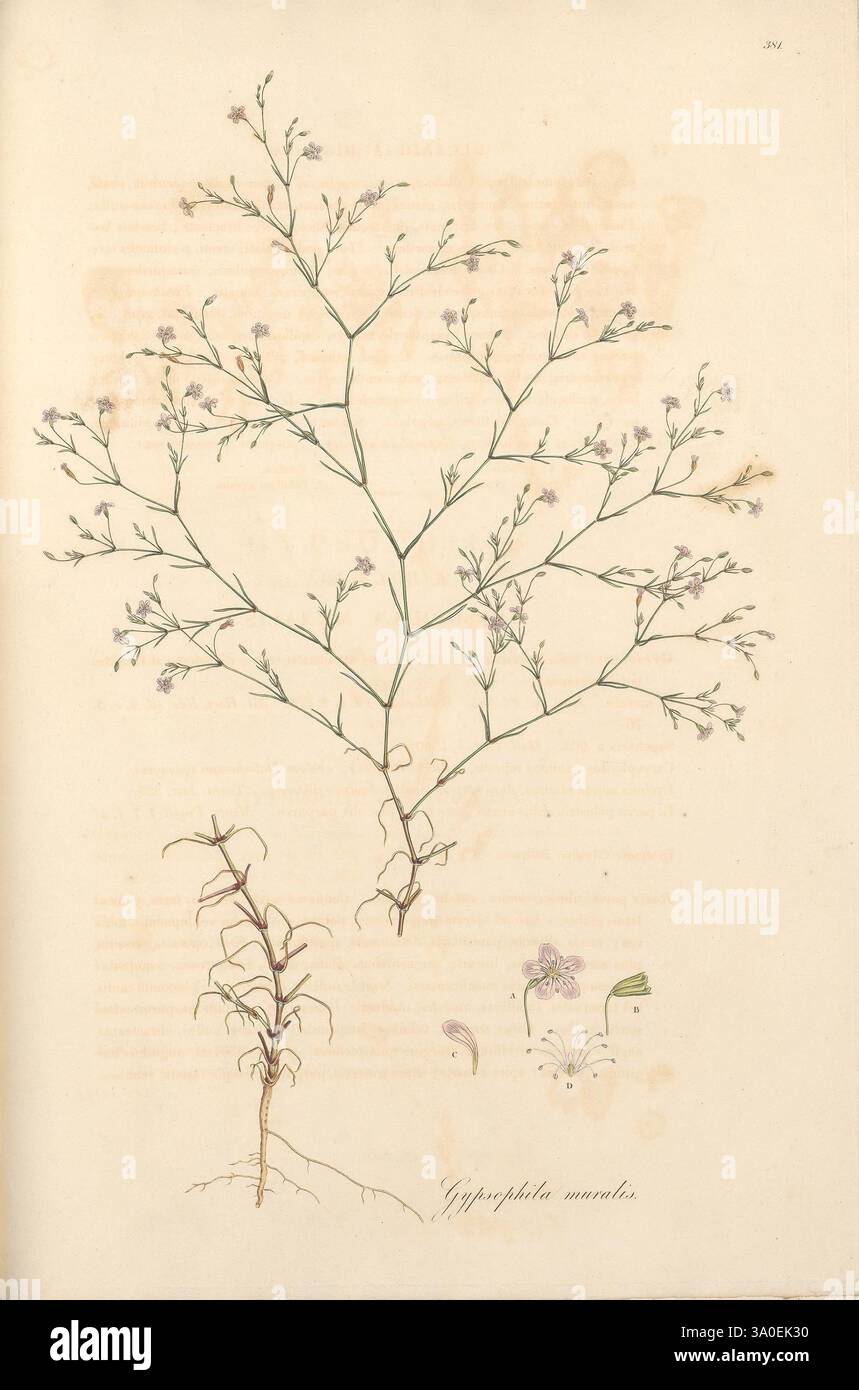 Flora Graeca, sive, Plantarum rariorum historia, quas in provinciis aut ...