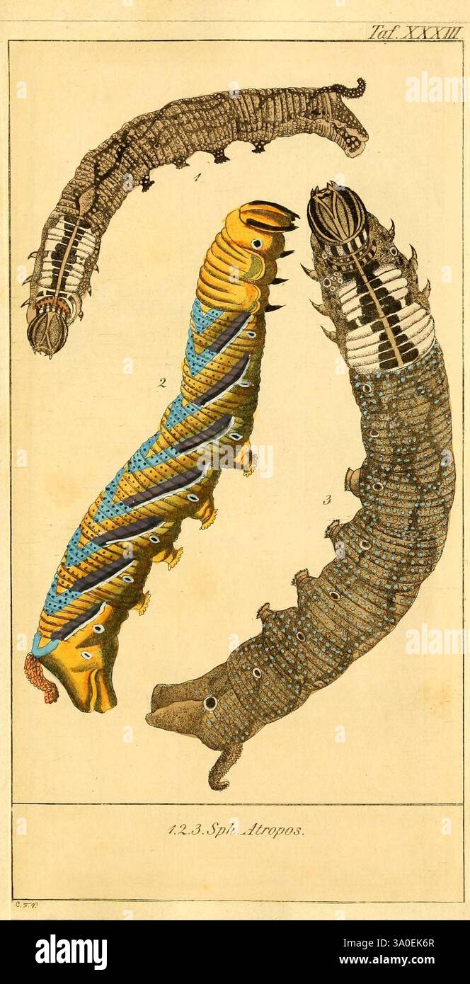 Chronologischer Raupenkalender, oder, Naturgeschichte der europäischen ...