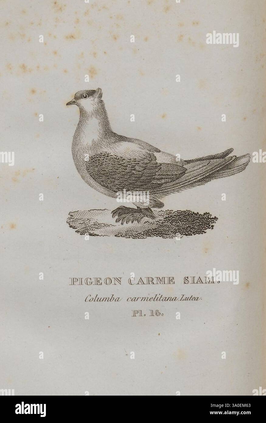 Columba carolinensis latham -Fotos und -Bildmaterial in hoher Auflösung ...