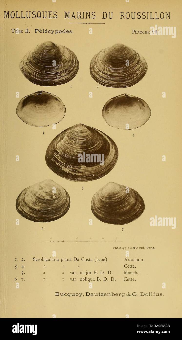 Pelecypoda klasse -Fotos und -Bildmaterial in hoher Auflösung – Alamy