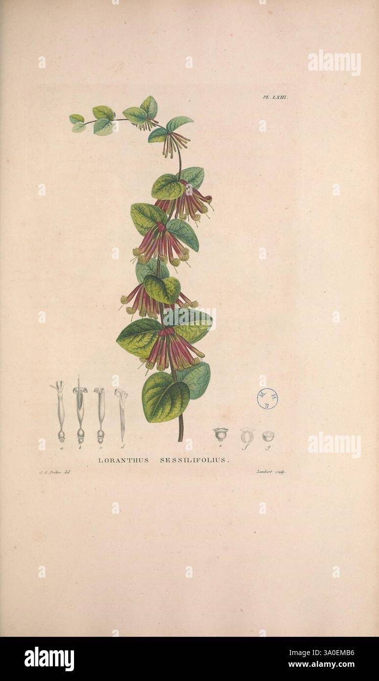 1804 1807 afrika west botanik nigeria loranthus sessilifolius -Fotos ...