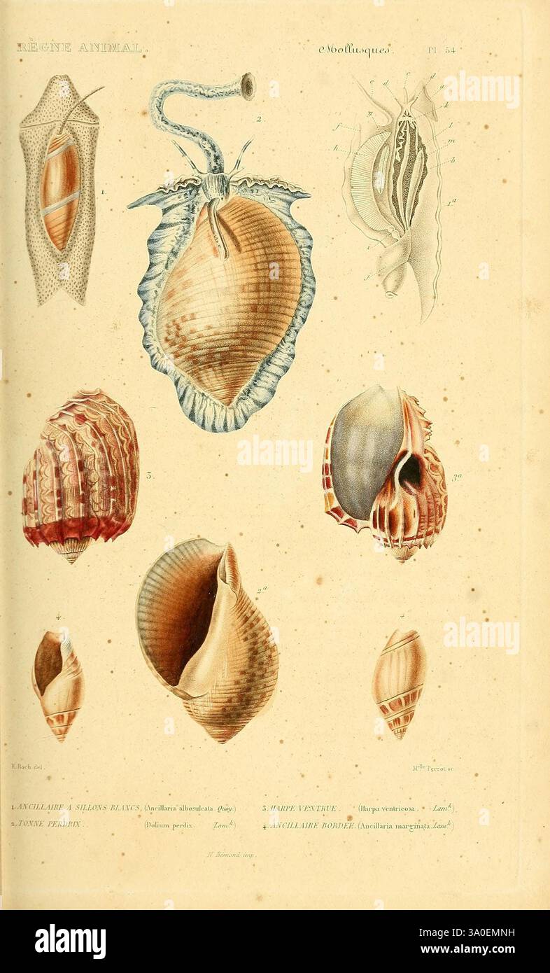 Les Mollusques Paris Fortin Masson et cie 1836-1845 Klassifizierung ...