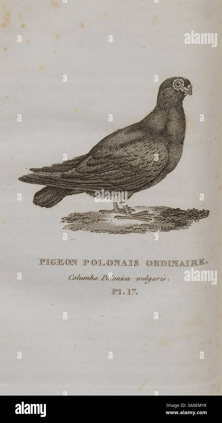 Typische taubenmerkmale -Fotos und -Bildmaterial in hoher Auflösung – Alamy