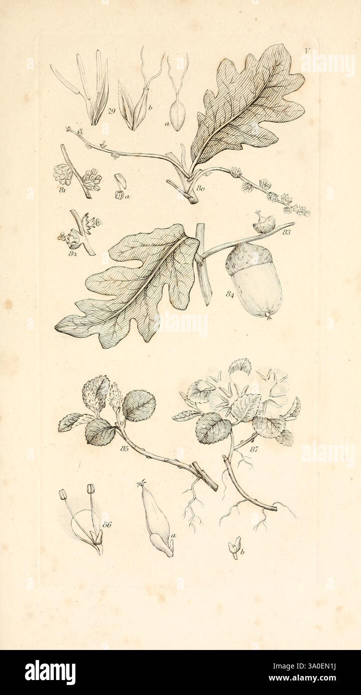 Eine Grammatik der Botanik, London, Longman, Rees, Orme, Brown, and ...