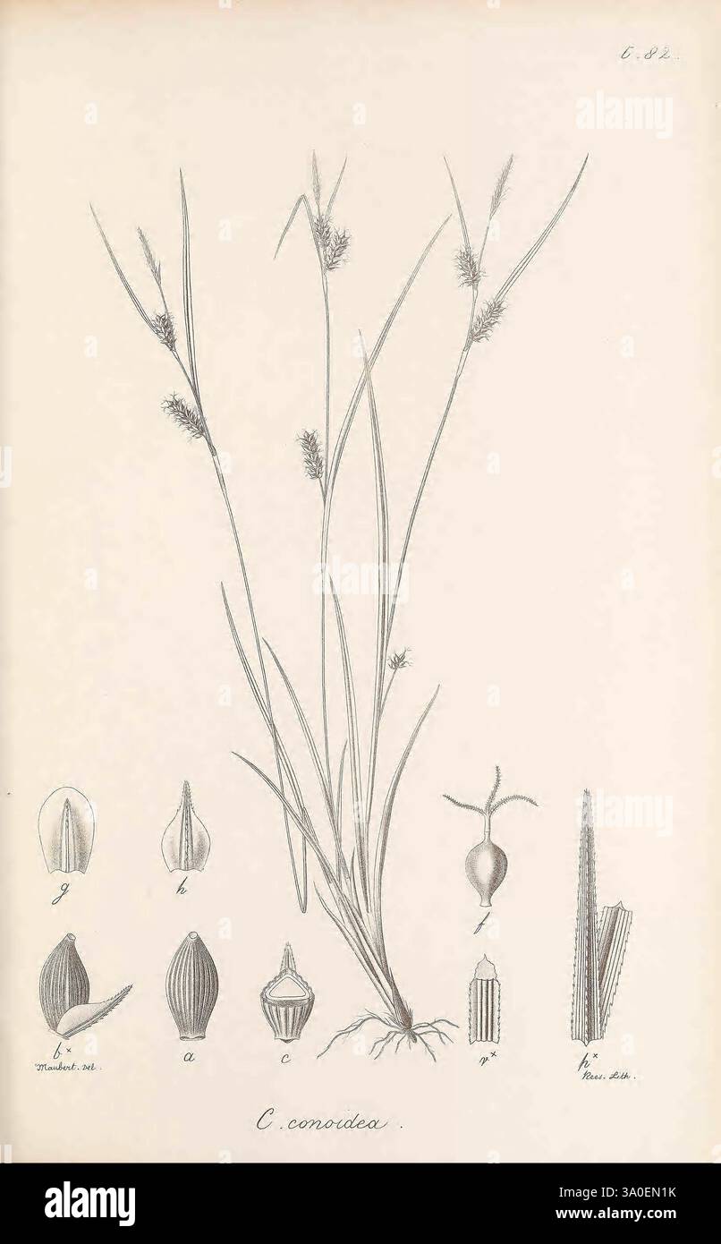 Illustrationen der Gattung Carex, London, William, Pamplin, 1858-1867 ...