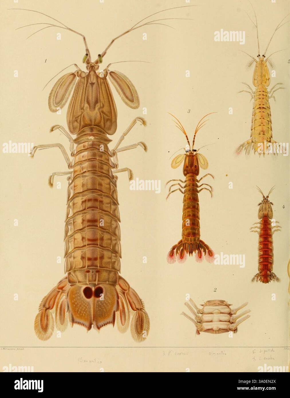 Farbvariationen verwandter arten -Fotos und -Bildmaterial in hoher ...