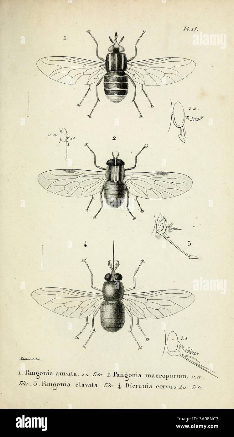 Diptères, Exotiques, nouveaux, ou, peu, Connus, Paris, Roret, 1838 ...