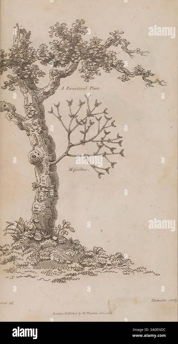 Wittling 1812 botanik blumen -Fotos und -Bildmaterial in hoher ...