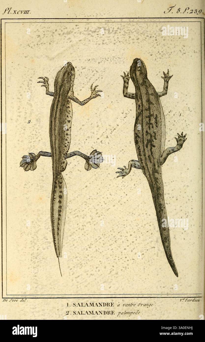 Anatomie des salamanders -Fotos und -Bildmaterial in hoher Auflösung ...