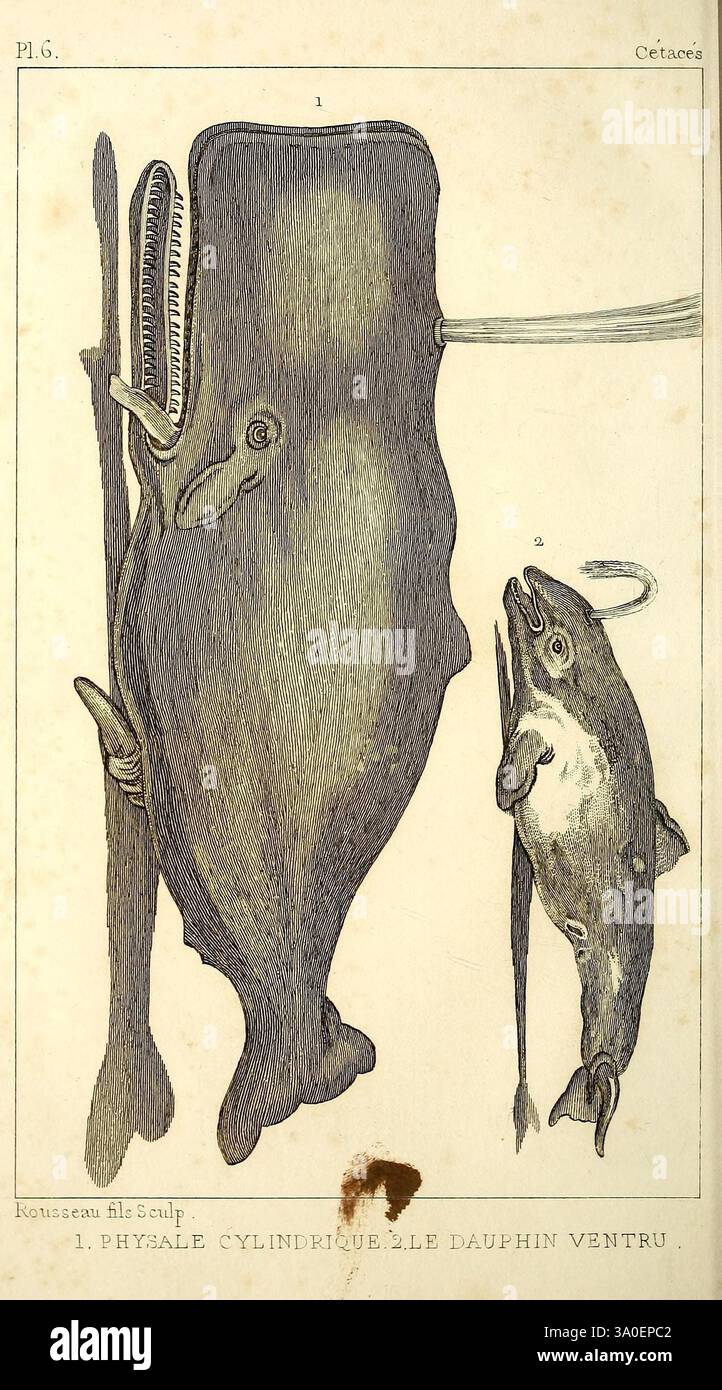 Oeuvres du comte de Lacépède A Paris Chez F.D. Pillot 1830-1833 Delfin ...