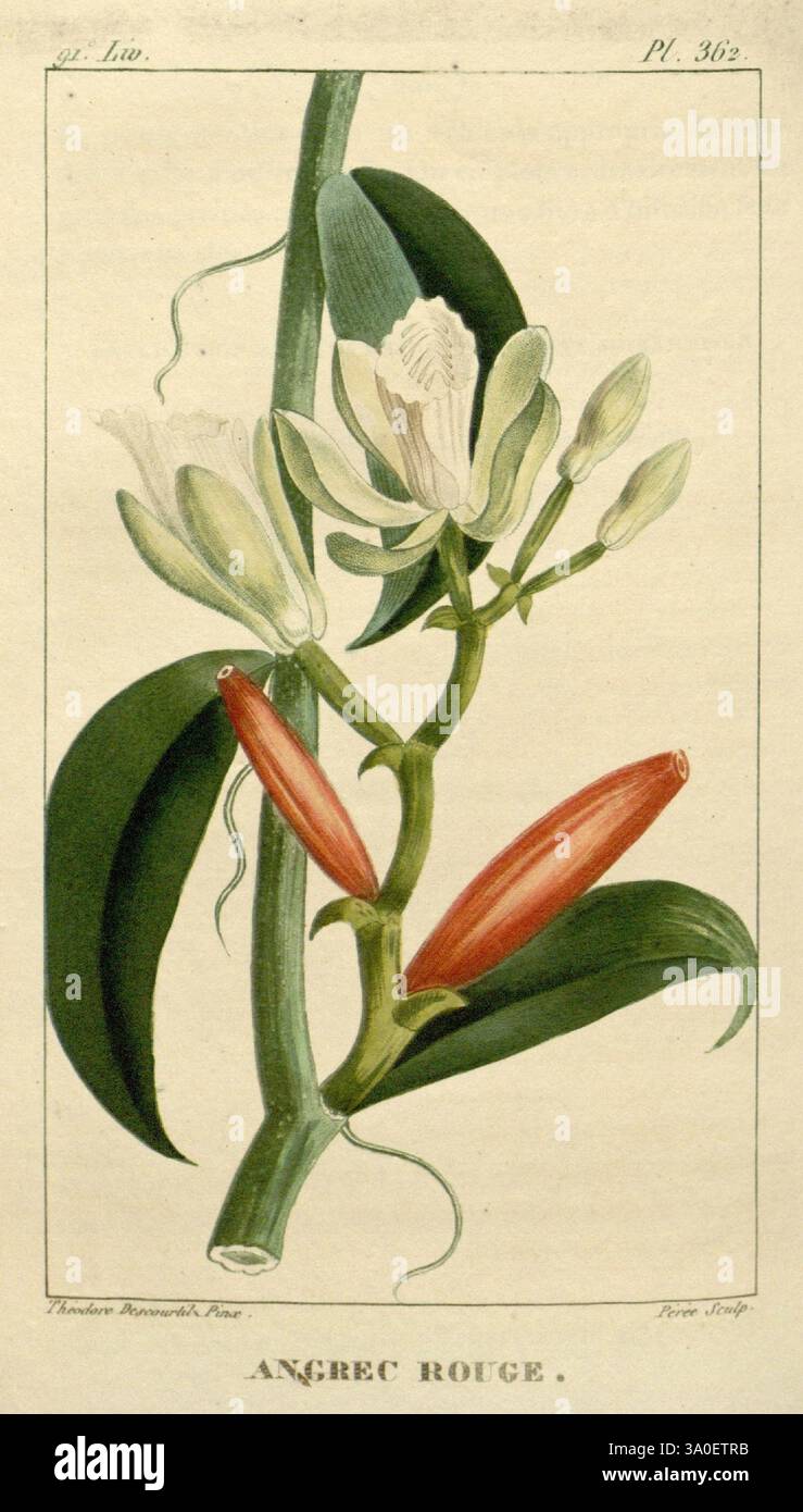 Roter angrec -Fotos und -Bildmaterial in hoher Auflösung – Alamy