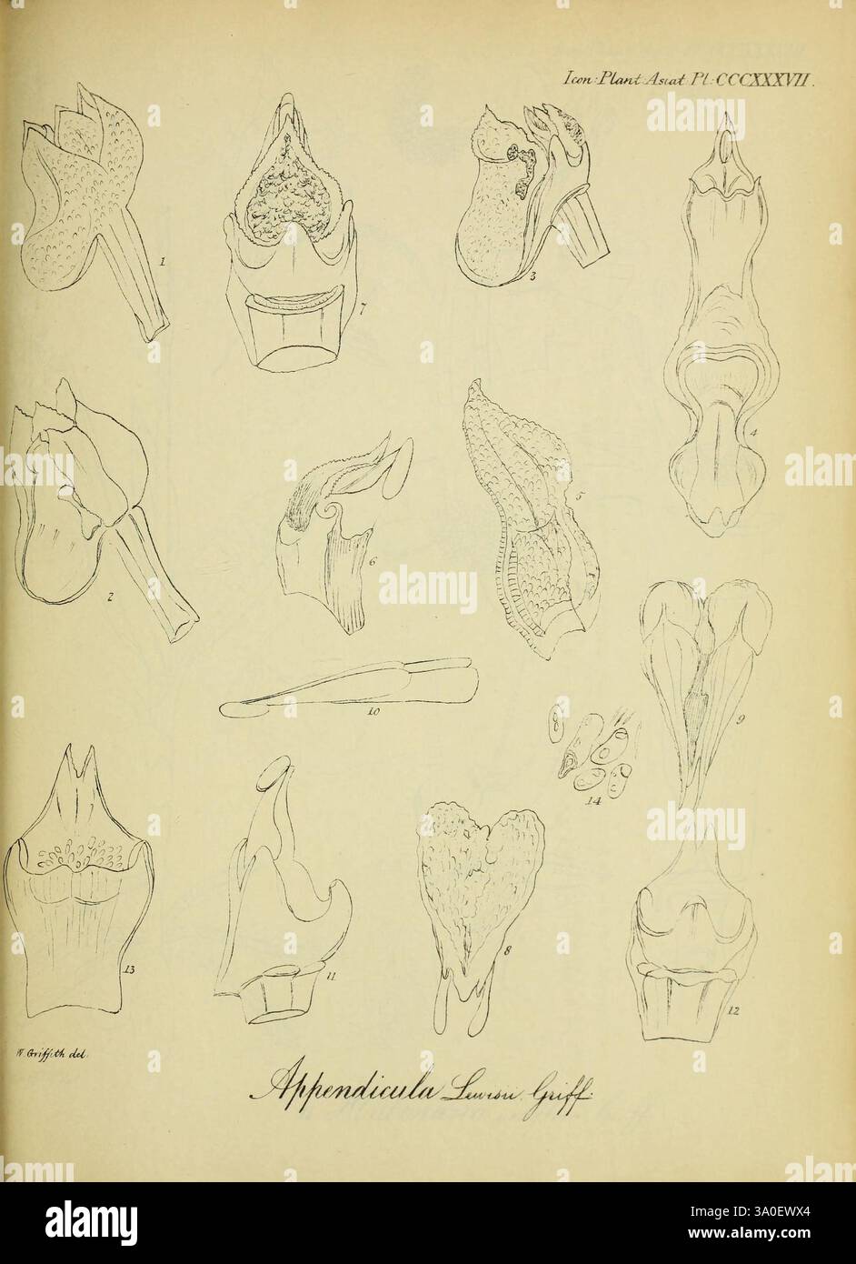 Icones plantarum asiaticarum, Calcutta, Bishop's College Press, 1847-54 ...