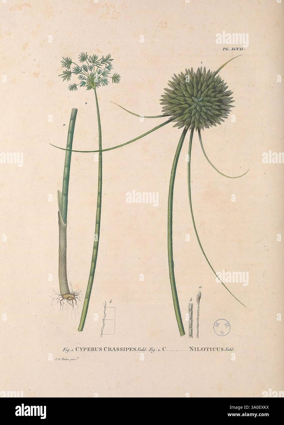 Flore d'Oware et de Benin, en Afrique, Paris, Imprimerie de Fain, Jeune ...