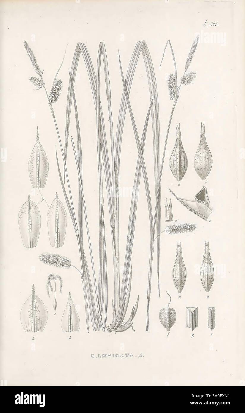 Illustrationen der Gattung Carex London William Pamplin 1858-1867 carex ...