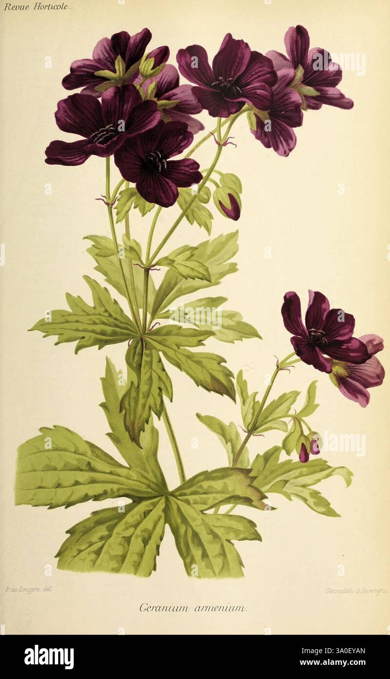 Geranium armonian arten -Fotos und -Bildmaterial in hoher Auflösung – Alamy