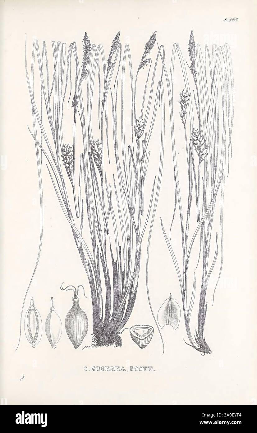 Illustrationen der Gattung Carex London William Pamplin 1858-1867 carex ...