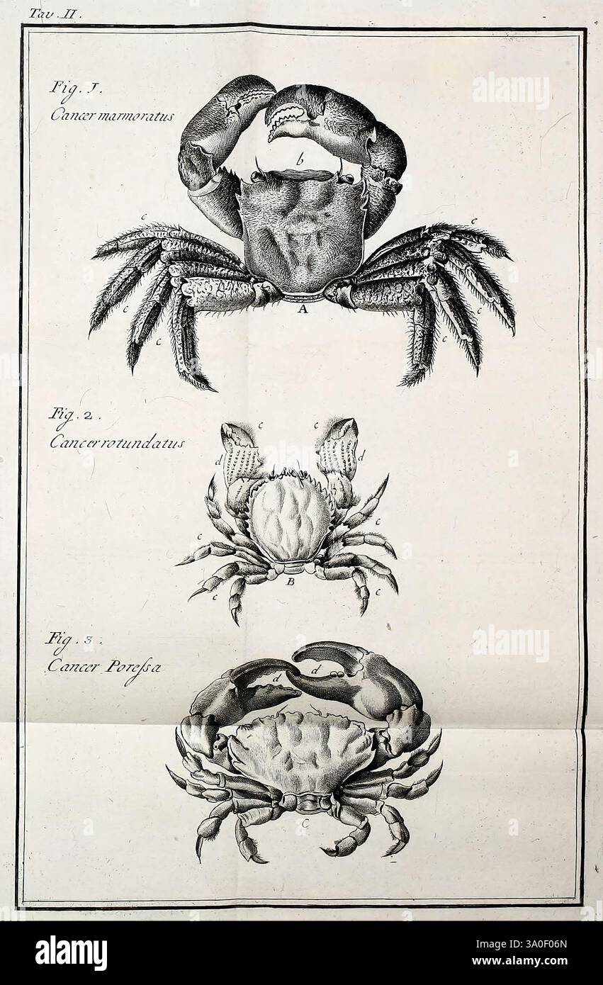 Taxonomie binomial xanthoporessa pachygrapsus marmoratus venedig g -Fotos und -Bildmaterial in ...