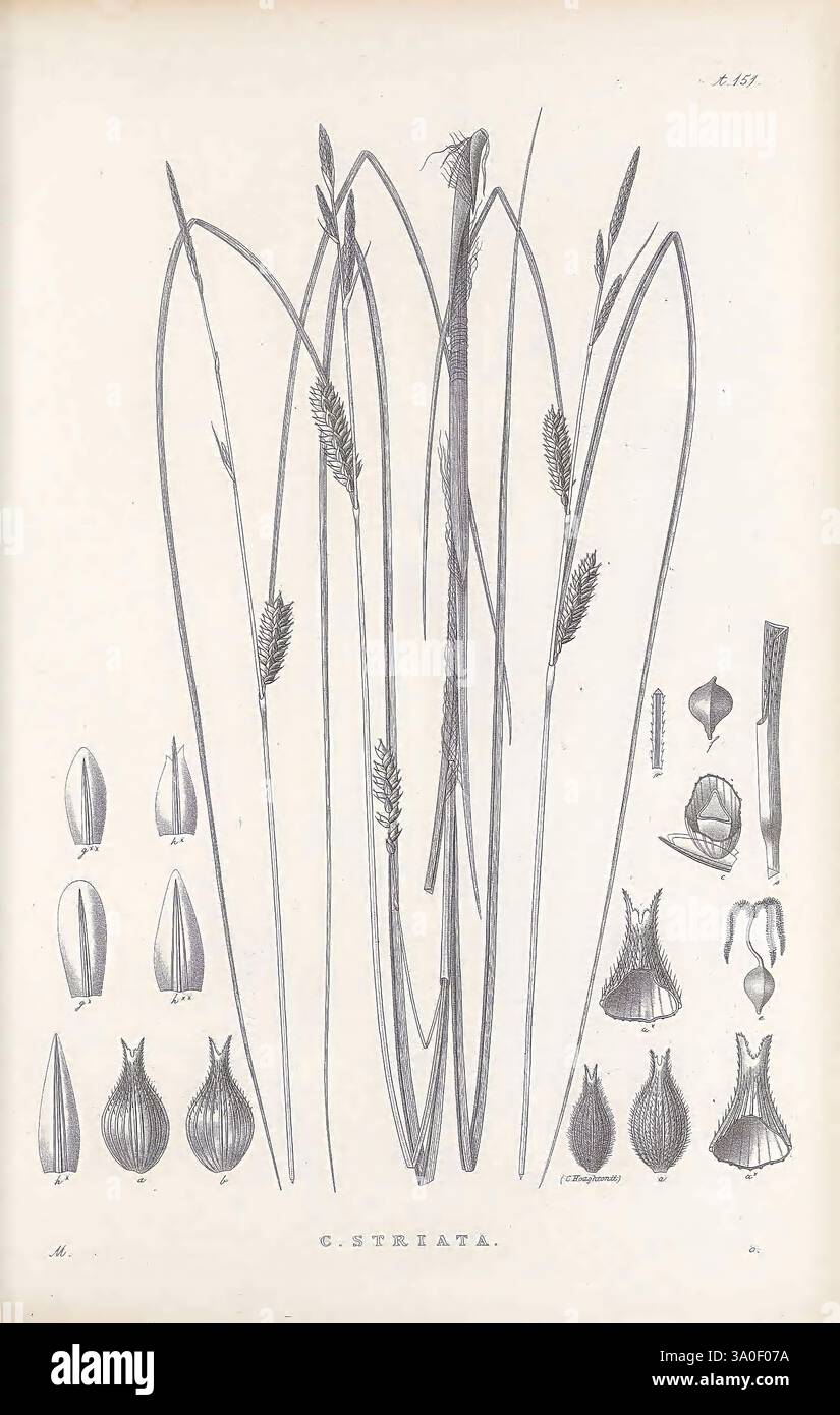 Illustrationen der Gattung Carex, London, William Pamplin, 1858-1867 ...