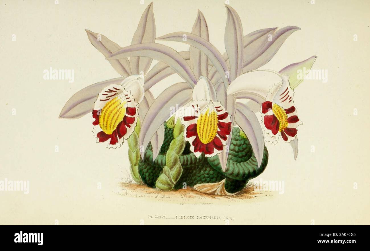 Les orchidées, Paris, J. Rothschild, 1880, Europa, Orchideen ...