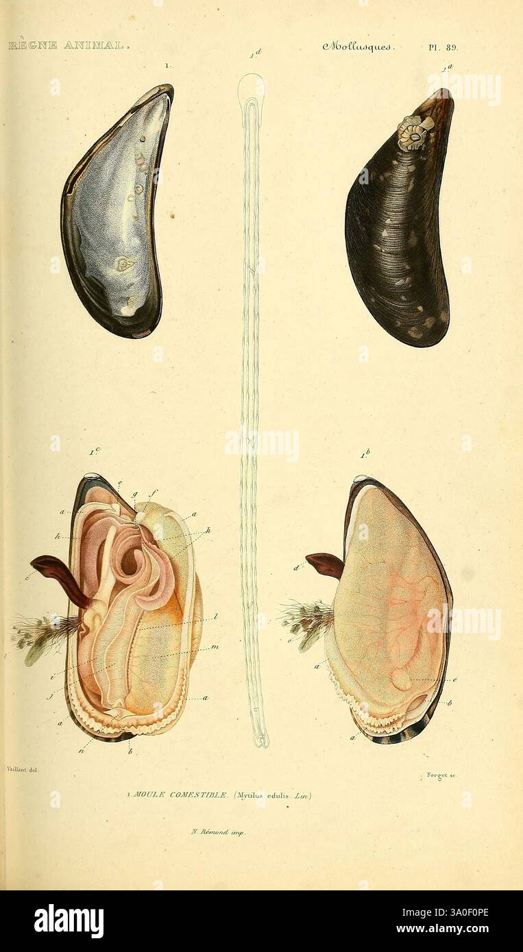 Die morphologie von muscheln verstehen -Fotos und -Bildmaterial in ...