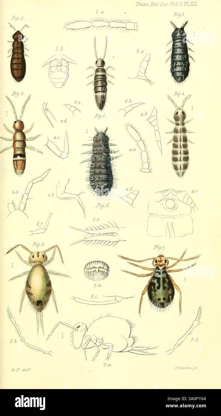 Insektenformen in unterschiedlichen positionen -Fotos und -Bildmaterial ...