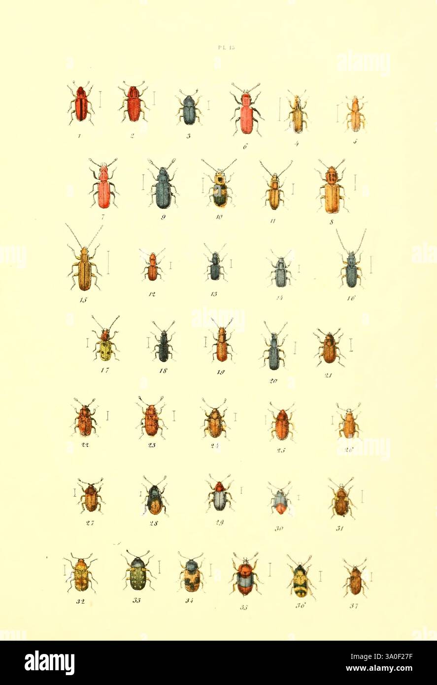 Musée entomologique illustré t.1 Paris, Rothschild, 1876-1878, Käfer ...