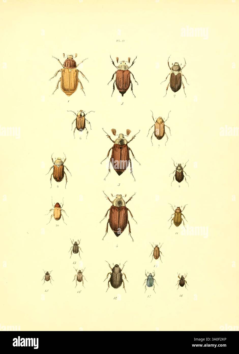 Musée entomologique illustré t.1 Paris, Rothschild, 1876-1878. Käfer ...