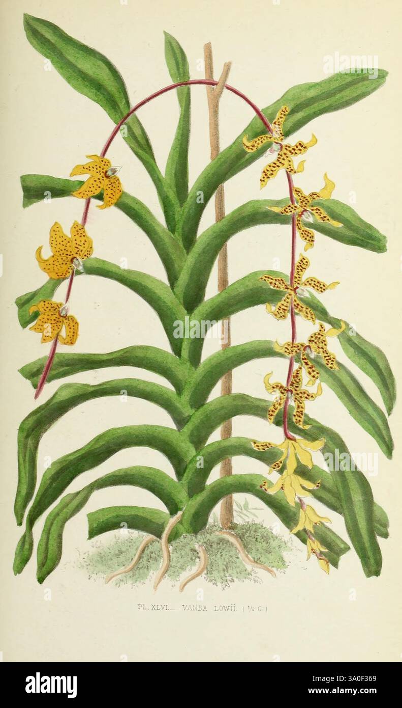 Les orchidées, Paris, J. Rothschild, 1880, Europa, Orchideen ...