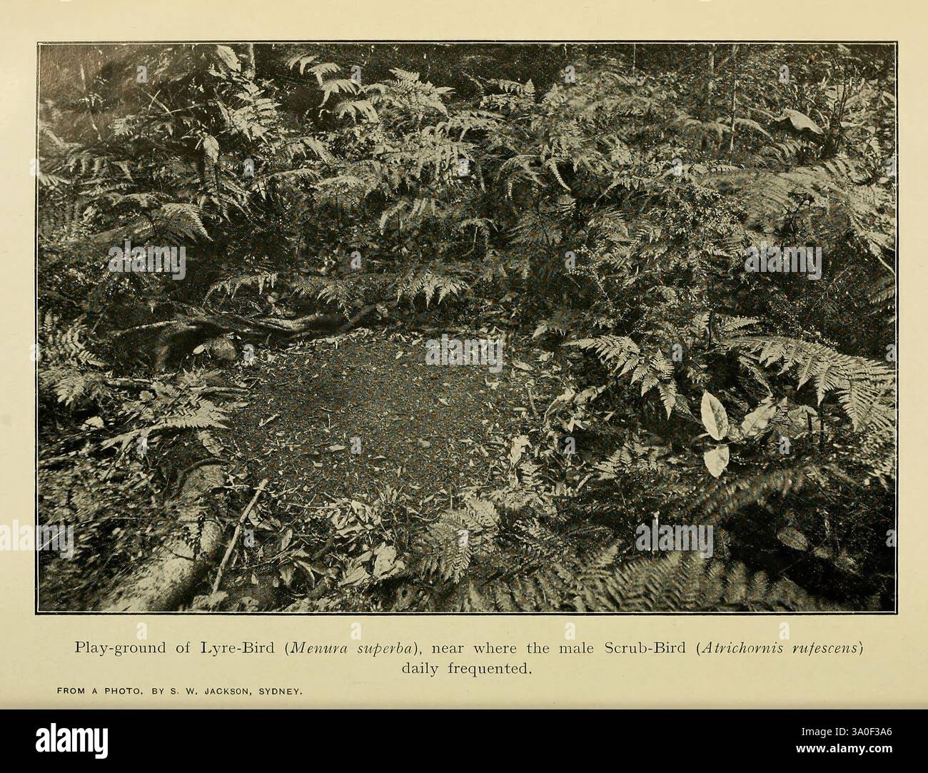 Reiche vielfalt an farnen -Fotos und -Bildmaterial in hoher Auflösung – Alamy