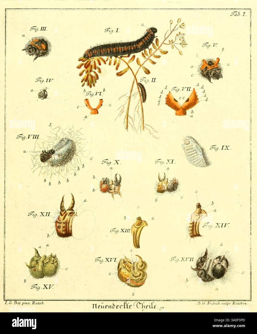 D. Jacob Christian Schäffers Abhandlungen von Insecten Regensburg ...