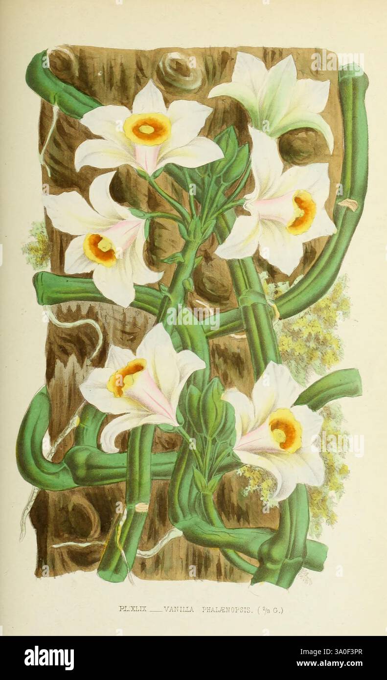Les orchidées, Paris, J. Rothschild, 1880, Europa, Orchideen ...