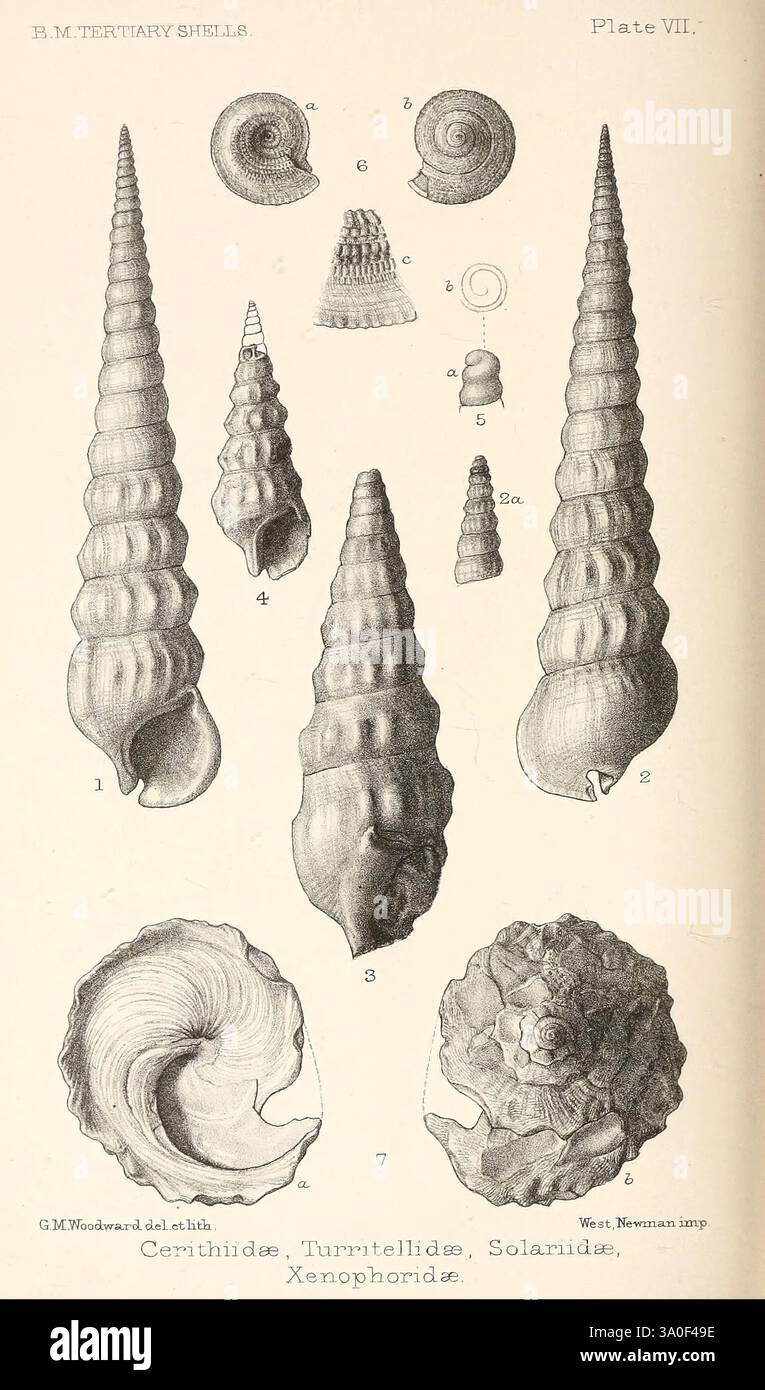 Katalog der Tertiären Mollusca im Department of Geology, British Museum ...