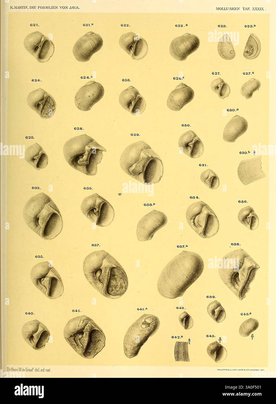 Die fossilien von Java. Leiden, Buchhandlung und druckerei vormals E.J ...